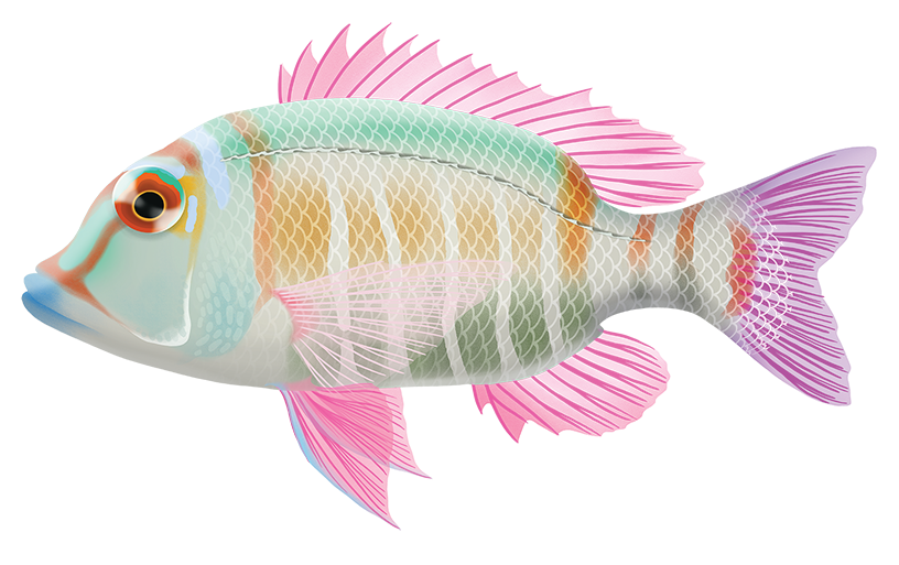Longfin Emperor - Lethrinus Erythropterus | Marinewise