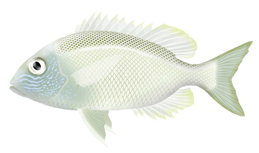 Robinson's Seabream - Gymnocranius Grandoculis | Marinewise