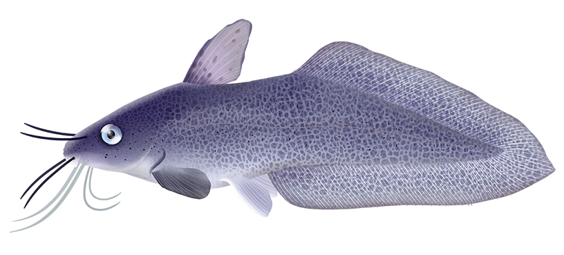 Freshwater Catfish - Tandanus Tandanus | Marinewise