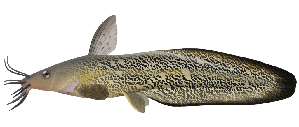 Freshwater Cobbler - Tandanus Bostocki | Marinewise