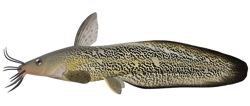 Freshwater Cobbler - Tandanus Bostocki | Marinewise