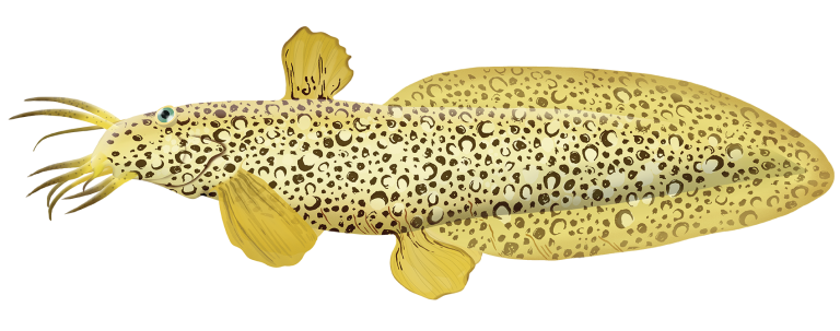 Estuary Cobbler - Cnidoglanis Macrocephalus | Marinewise
