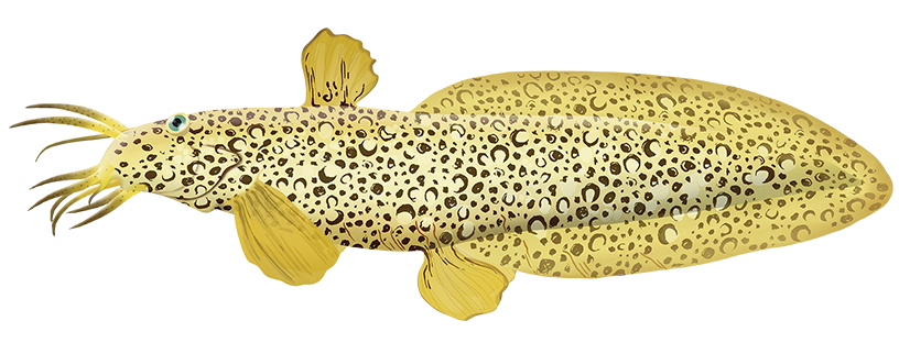 Estuary Cobbler - Cnidoglanis Macrocephalus | Marinewise