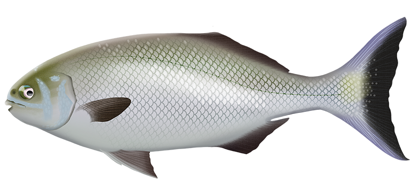 Silver Drummer - Kyphosus Sydneyanus | Marinewise