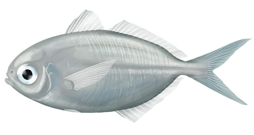 Indian Driftfish - Ariomma Indicum | Marinewise