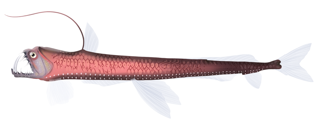 Sloane's Viperfish - Chauliodus Sloani | Marinewise
