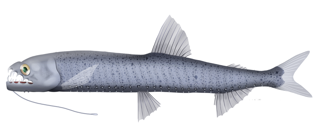 Ijimai's Snaggletooth - Astronesthes Ijimai | Marinewise