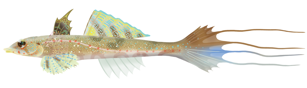 Common Stinkfish - Foetorepus Calauropomus | Marinewise