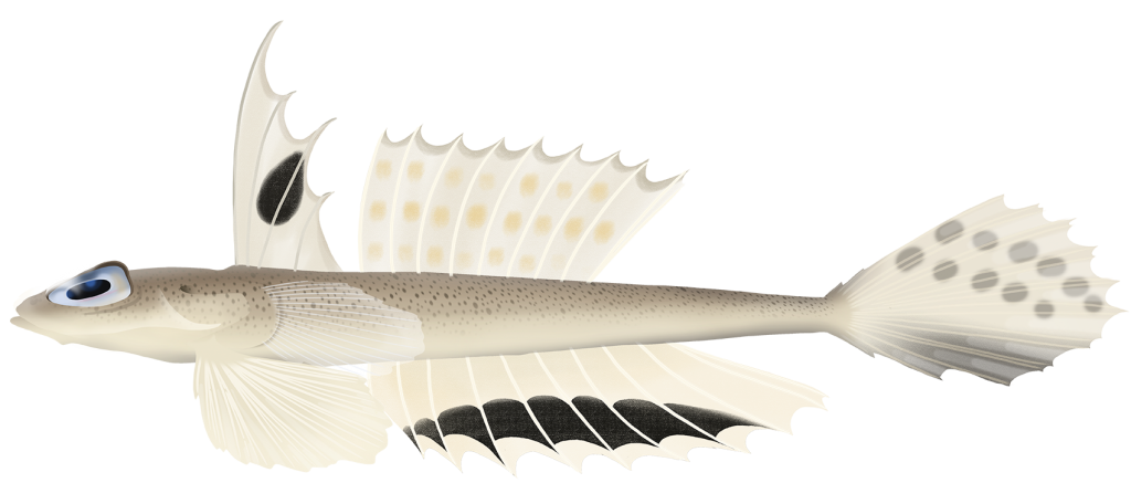 Ocellate Dragonet - Bathycallionymus Moretonensis | Marinewise