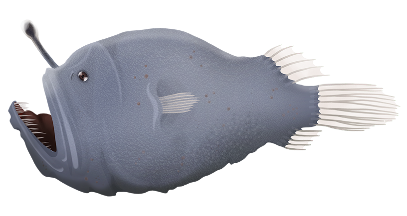 Horned Two Rod Angler - Diceratias Bispinosus | Marinewise