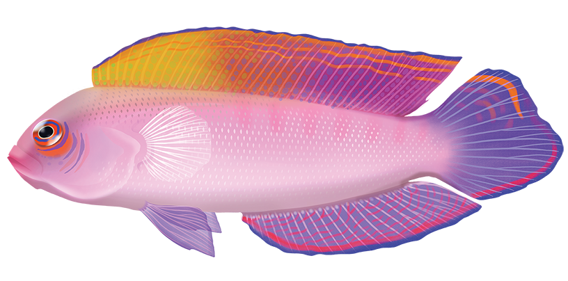 Multicolour Dottyback - Ogilbyina Novaehollandiae | Marinewise