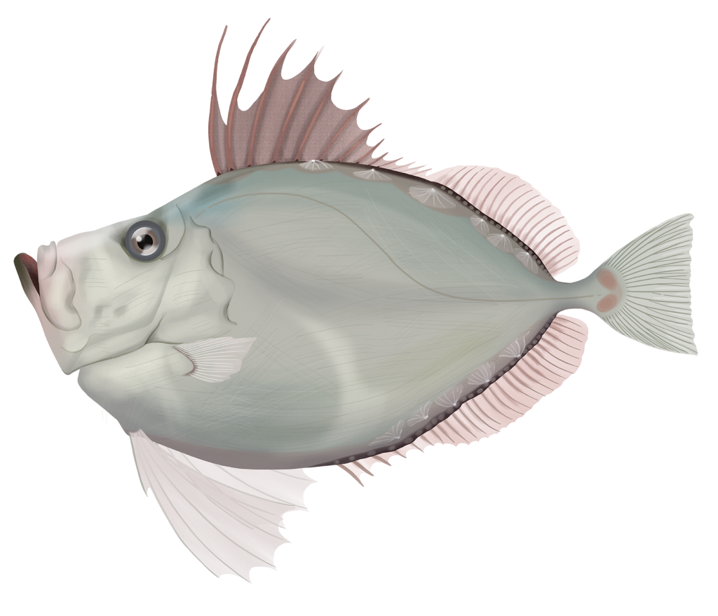 Mirror Dory - Zenopsis Nebulosa | Marinewise