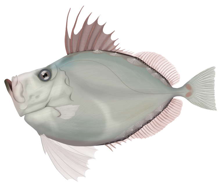 Mirror Dory - Zenopsis Nebulosa | Marinewise