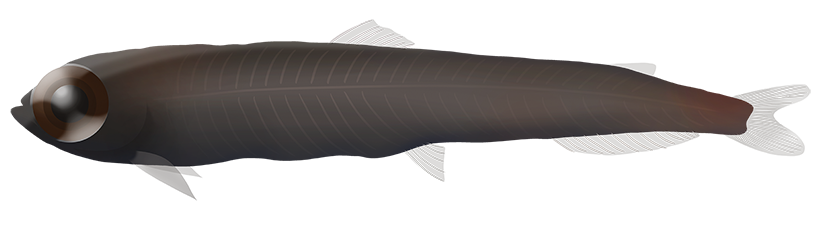 Bigscale Deepsea Smelt - Melanolagus Berycoides | Marinewise