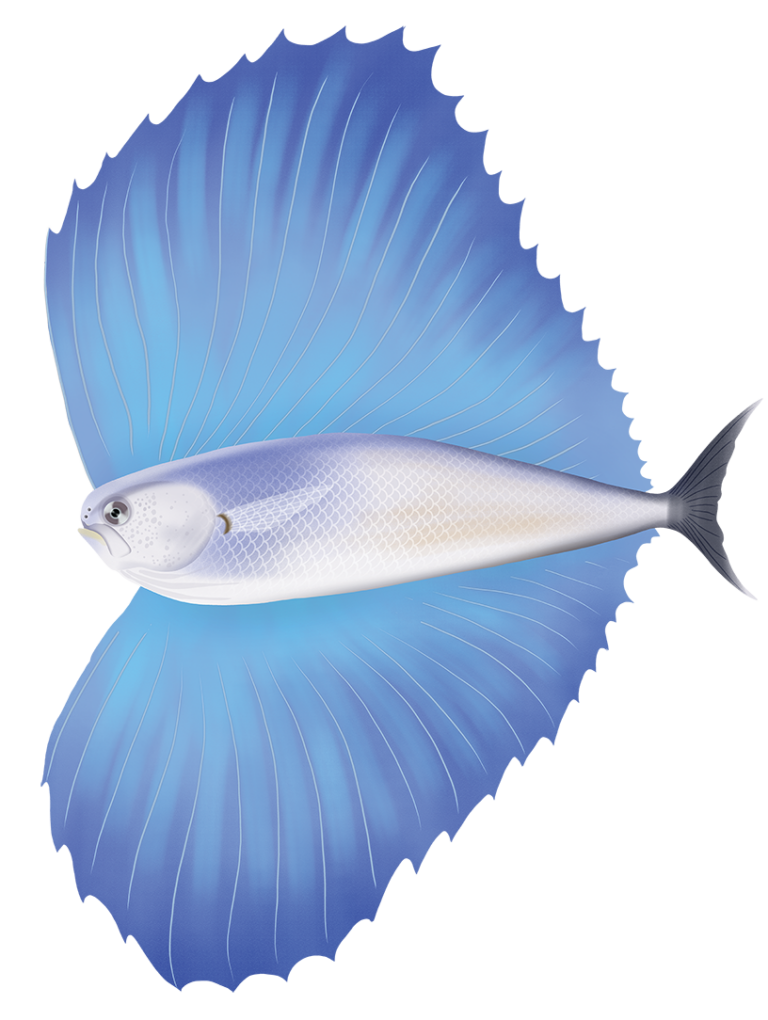 Pacific Fanfish - Pteraclis Aesticola | Marinewise