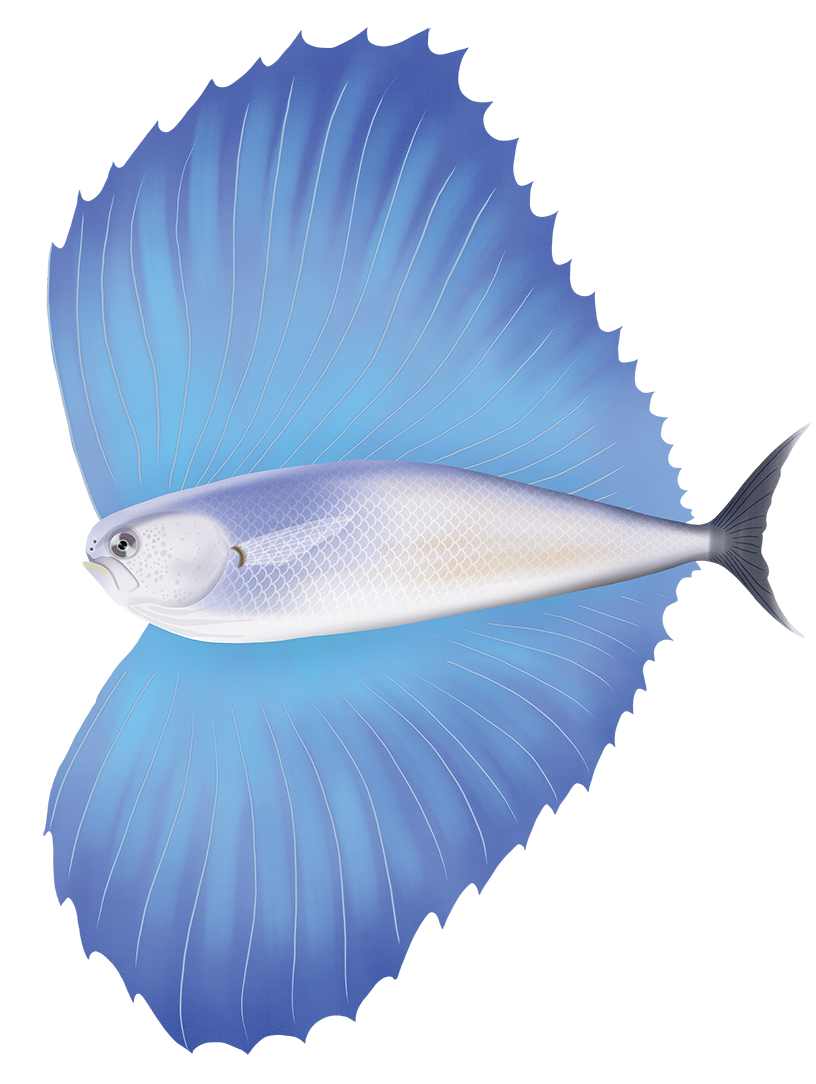 Pacific Fanfish - Pteraclis Aesticola | Marinewise
