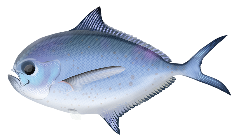 Ray's Bream - Brama Brama | Marinewise