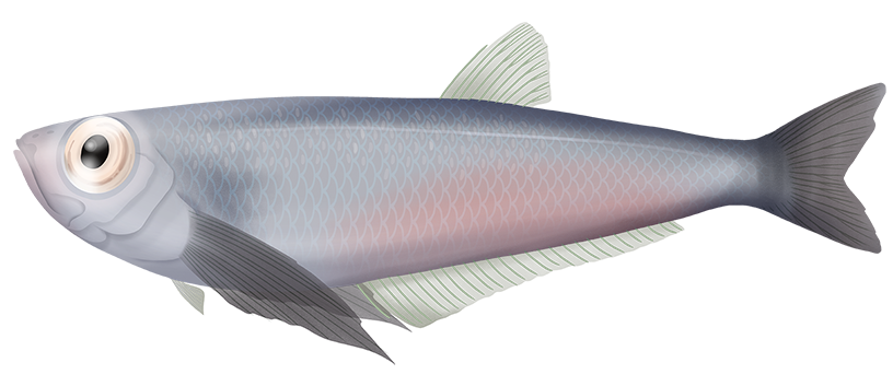 Slender Deepsea Herring - Bathyclupea | Marinewise