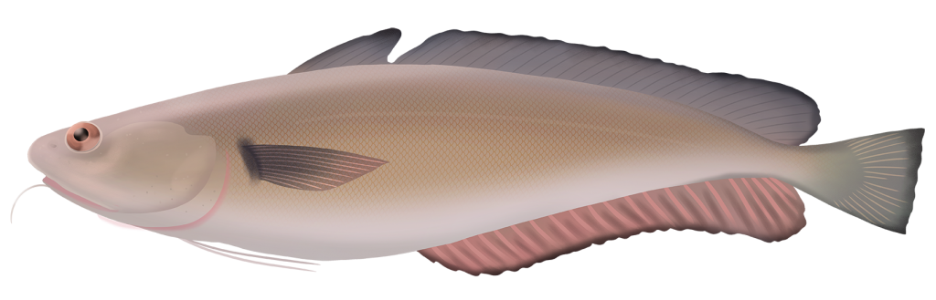 Red Cod - Pseudophycis Bachus | Marinewise