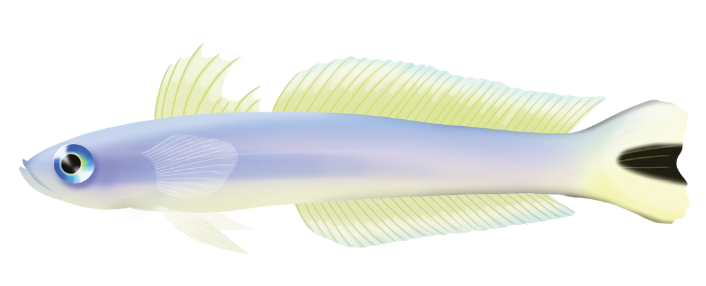 Tailspot Dartgoby - Ptereleotris Heteroptera | Marinewise