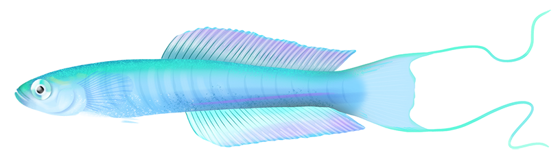 Threadtail Dartgoby - Ptereleotris Hanae | Marinewise