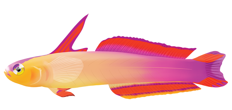 Purple Firegoby - Nemateleotris Decora | Marinewise