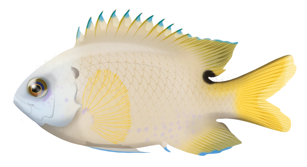 Dusky Gregory - Stegastes Nigricans | Marinewise