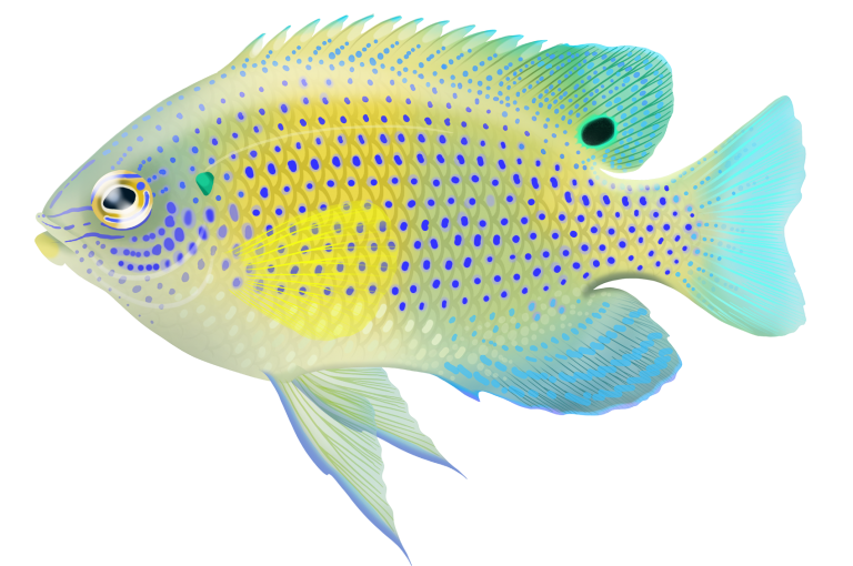 Princess Damsel - Pomacentrus Vaiuli | Marinewise