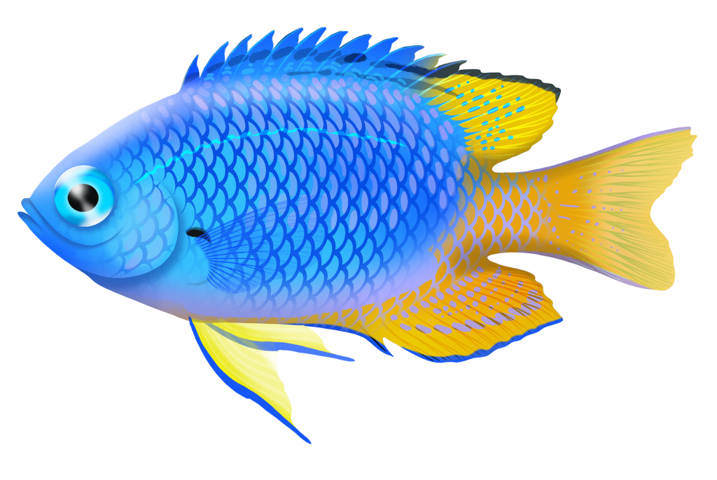 Neon Damsel - Pomacentrus Coelestis | Marinewise