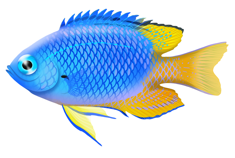 Neon Damsel - Pomacentrus Coelestis | Marinewise