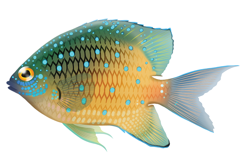 Jewel Damsel - Plectroglyphidodon Lacrymatus | Marinewise