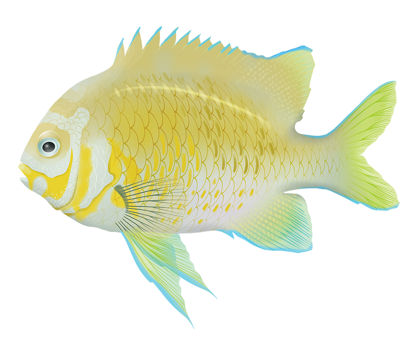 Victorian Scalyfin - Parma Victoriae | Marinewise