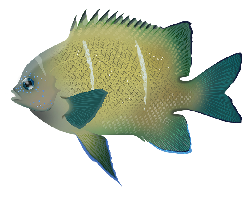 Western Scalyfin - Parma Occidentalis | Marinewise