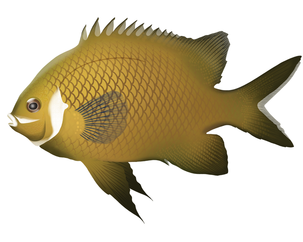 White Ear Scalyfin - Parma Microlepis | Marinewise