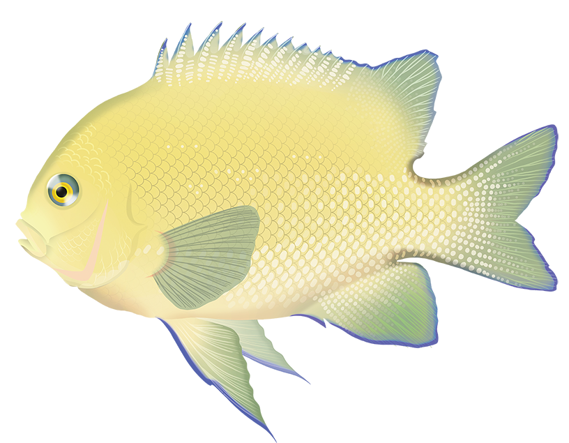 McCulloch's Scalyfin - Parma Mccullochi | Marinewise