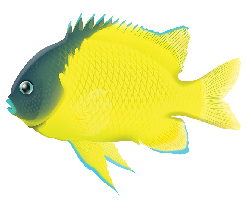 Bicolor Scalyfin - Parma Bicolor | Marinewise