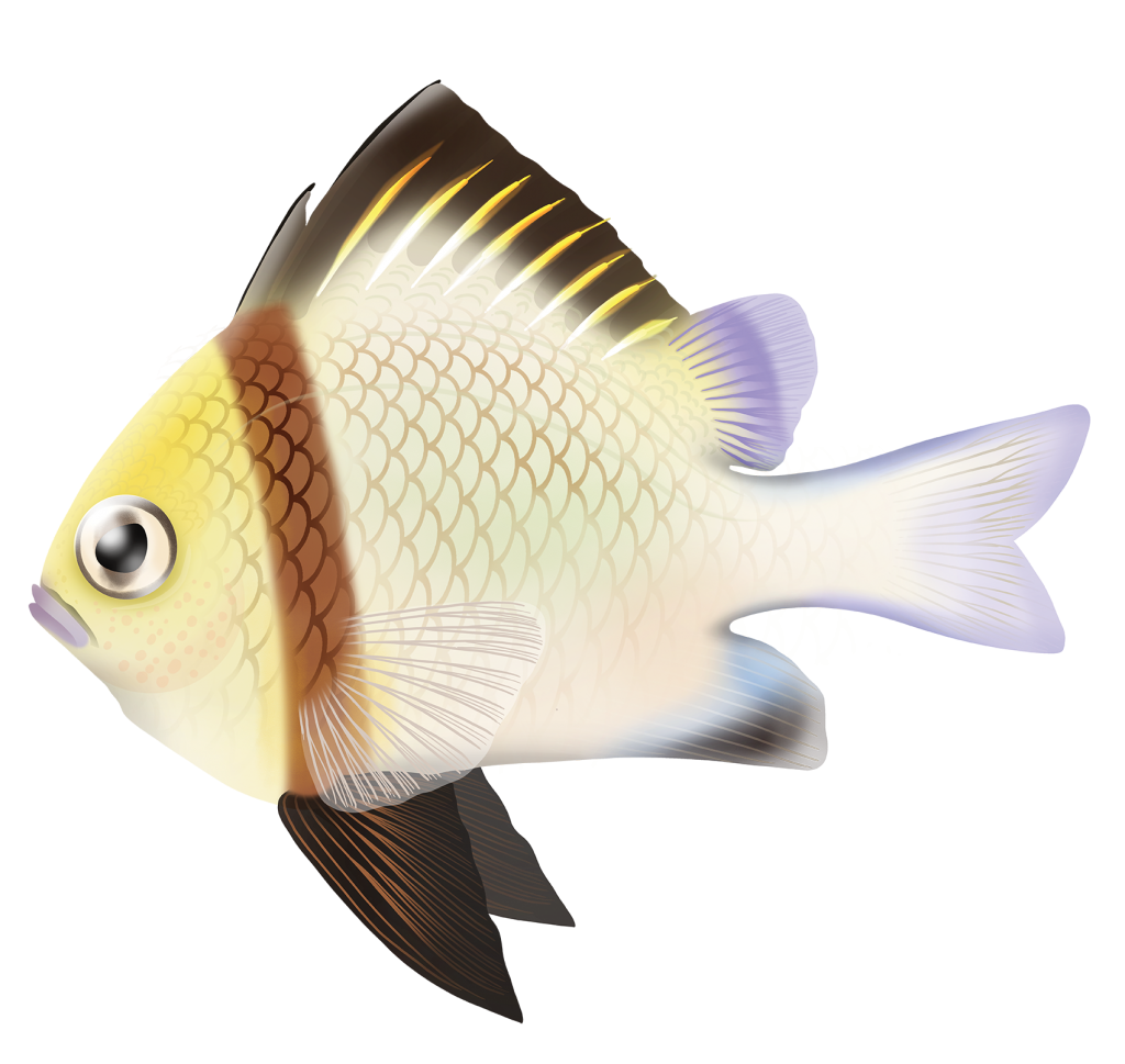 Headband Humbug - Dascyllus Reticulatus | Marinewise