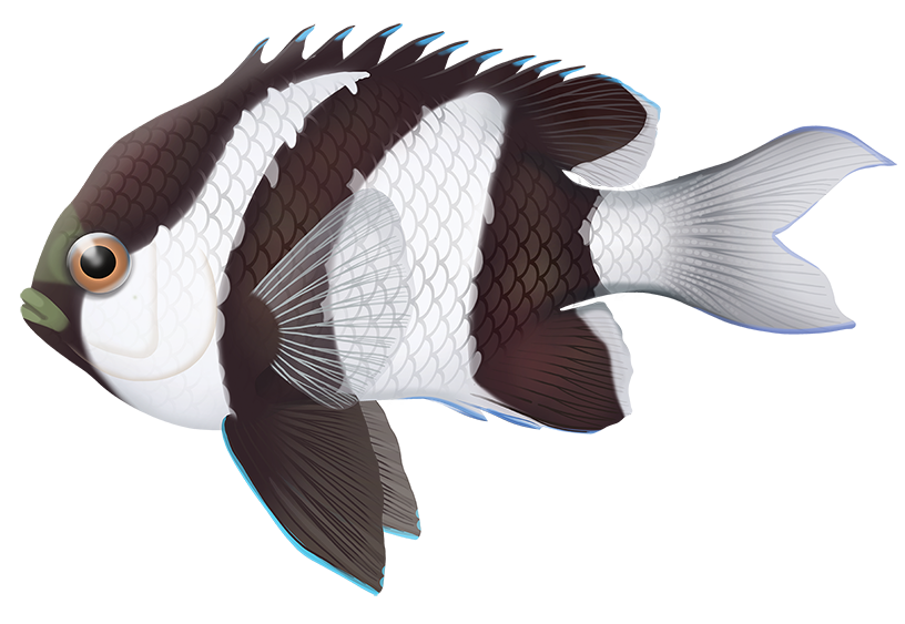 Banded Humbug - Dascyllus Aruanus | Marinewise