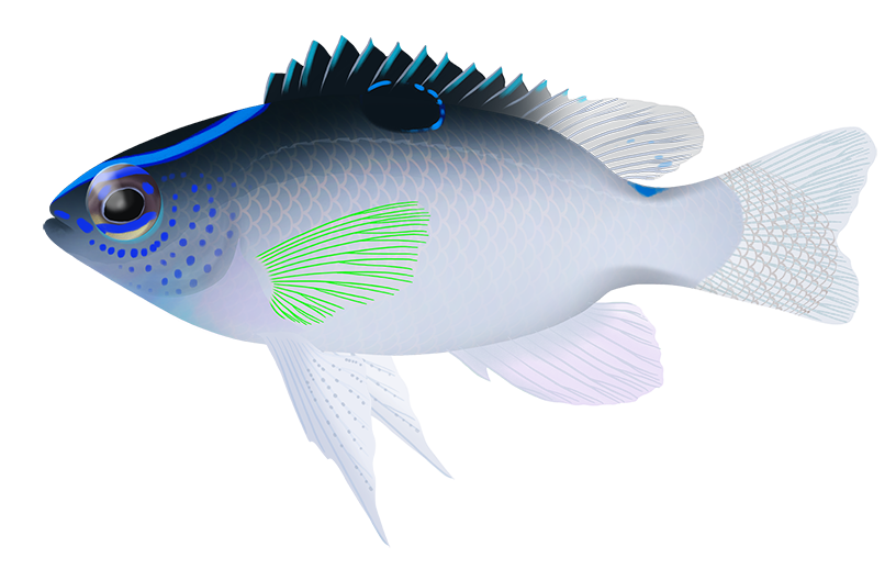 Bluehead Demoiselle - Chrysiptera Rollandi | Marinewise