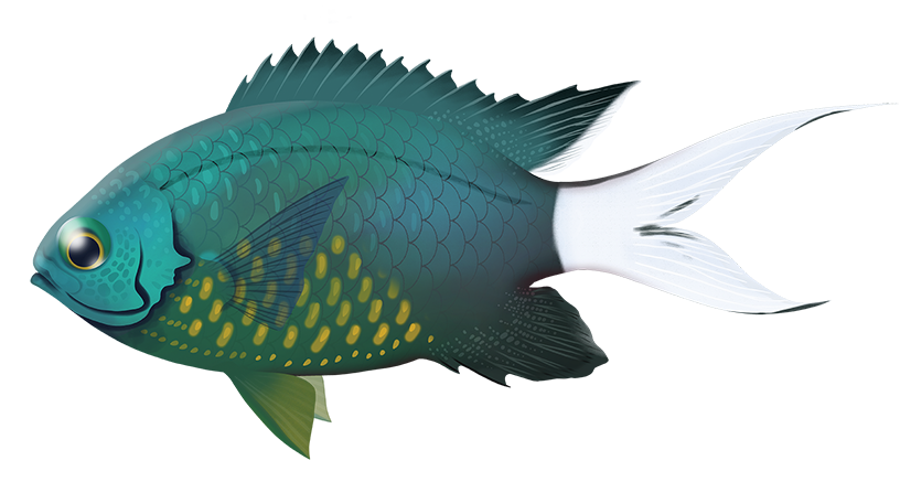 Pale Tail Puller - Chromis Xanthura | Marinewise