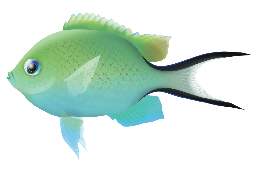 Swallowtail Puller - Chromis Ternatensis | Marinewise