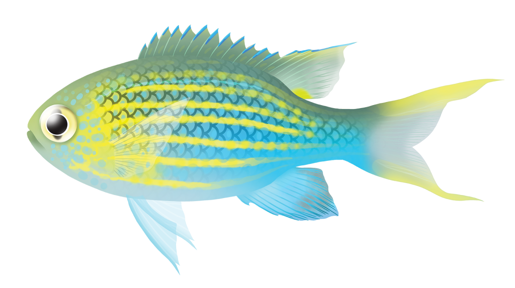 Lined Puller - Chromis Lineata | Marinewise