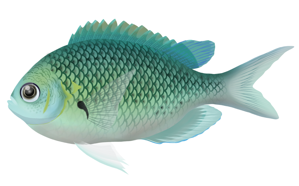One-Spot Puller - Chromis Hypsilepis | Marinewise