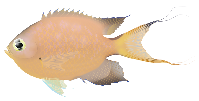 Darkfin Puller - Chromis Atripes | Marinewise