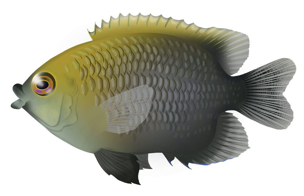 Biglip Damsel - Cheiloprion Labiatus | Marinewise