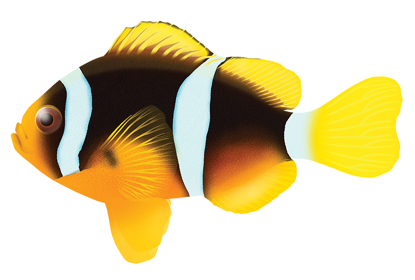 Clark's Anemonefish - Amphiprion Clarkii | Marinewise