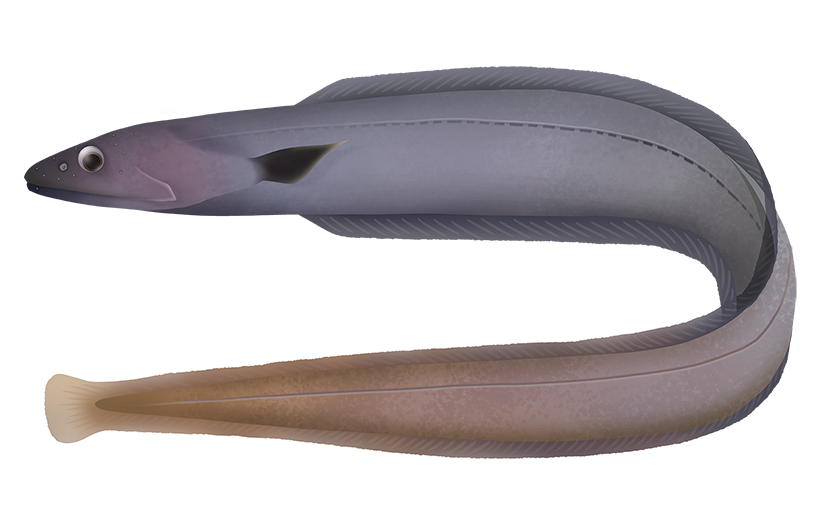 Grey Cutthroat Eel - Synaphobranchus Affinis | Marinewise