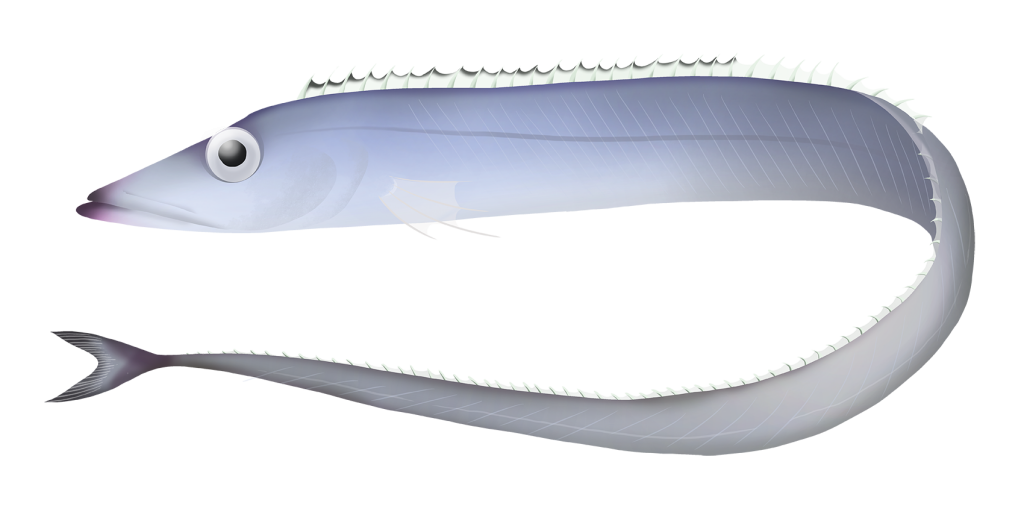 Frostfish - Lepidopus Caudatus | Marinewise