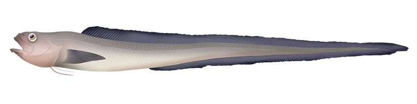 Whiptail Cusk - Hypopleuron Caninum | Marinewise
