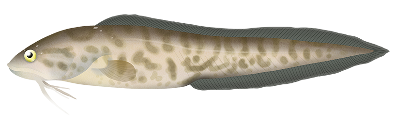 Rock Ling - Genypterus Tigerinus | Marinewise